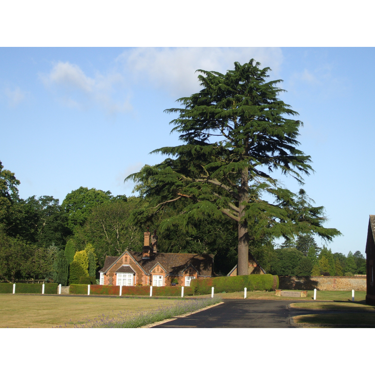 M.J. Tree Services Ltd | Royal Warrant Holders Association