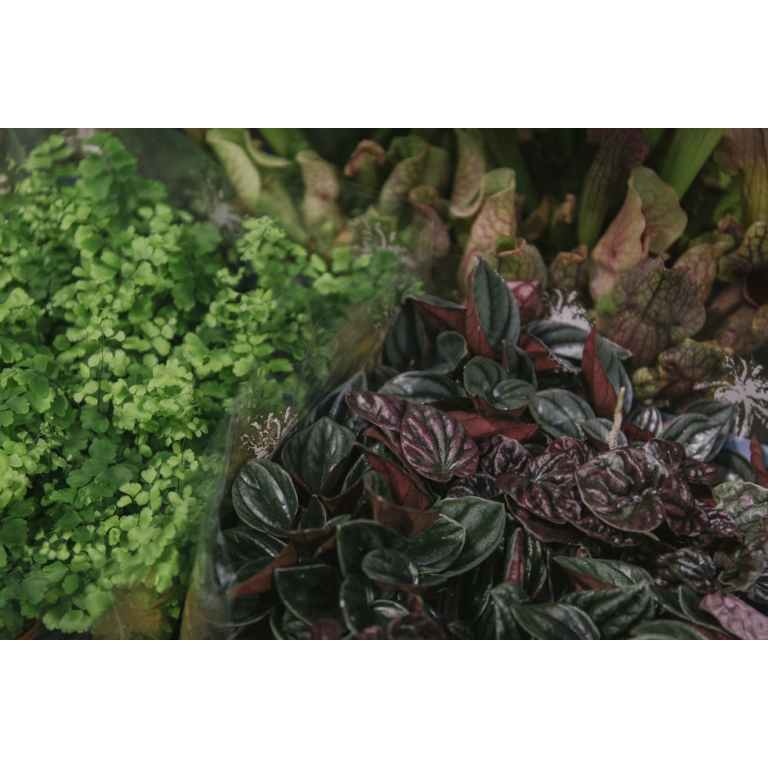 Green and Bloom Ltd | Royal Warrant Holders Association